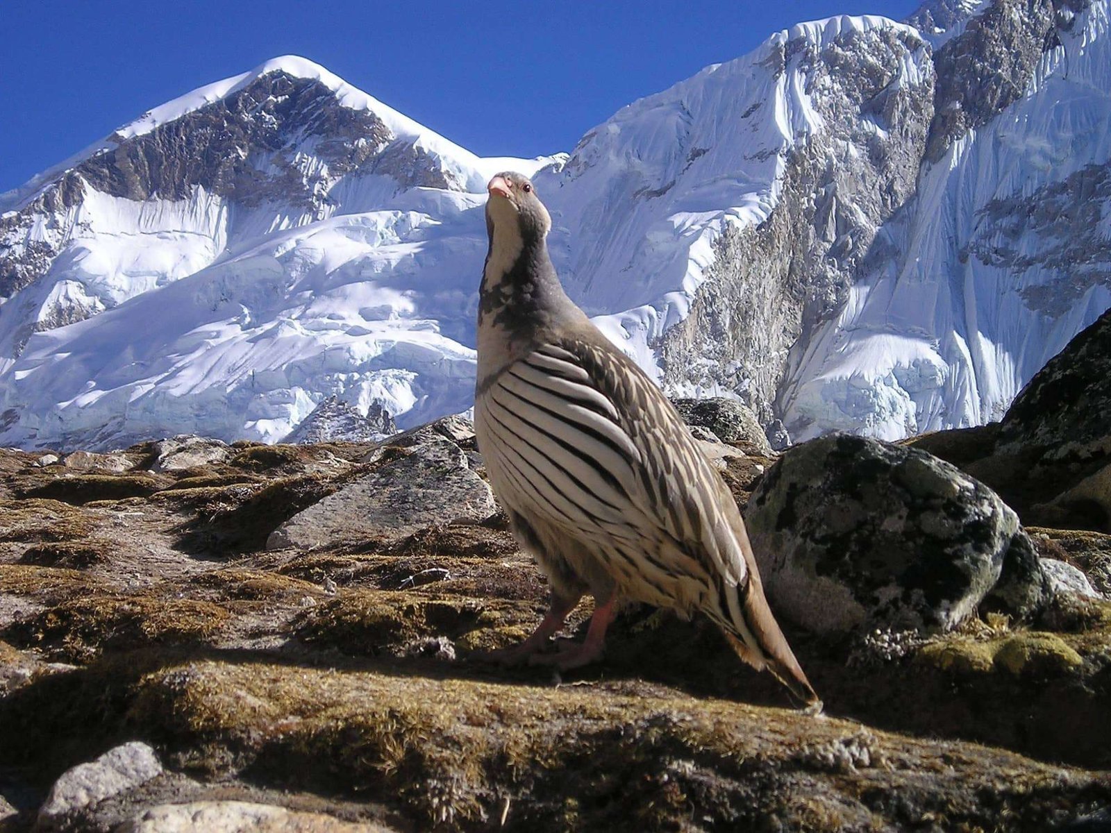 Beyond Trekking a Beautiful Landscape: 8 Fascinating Things to Do in Nepal