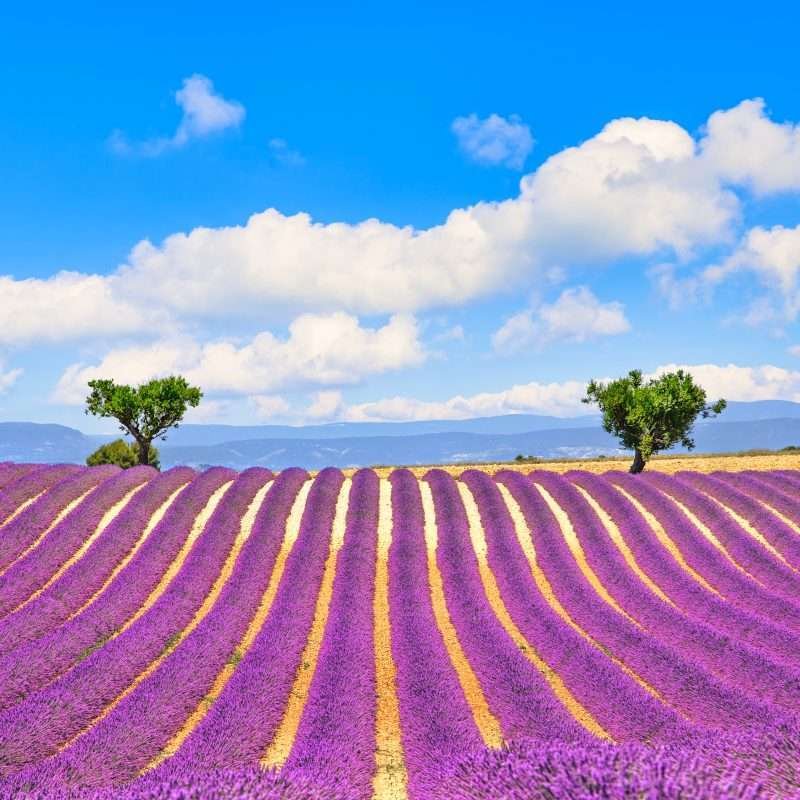 The Ultimate Guide to Visiting Provence, France in the Summer
